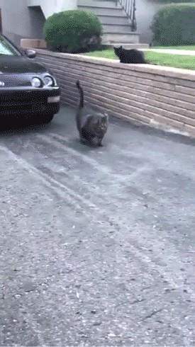 'Swol Cat' Is the Buff Cat The Internet Deserves