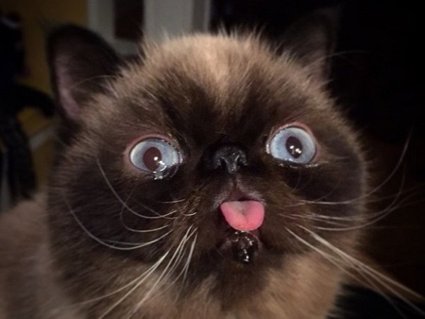 This is why cats “Blep” & it’s adorable : theCHIVE