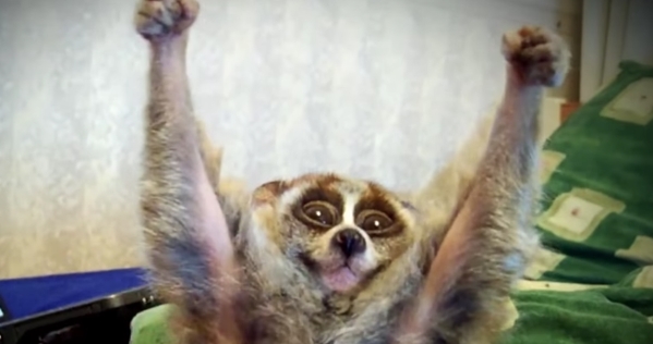 Adorable animals that can low key f**k you up