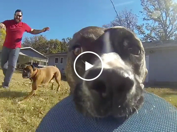 Dog grabs a GoPro and films the greatest chase scene of all time