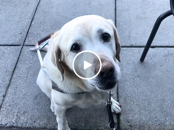 Amazing guide dog proves why pups are too good for us petty humans