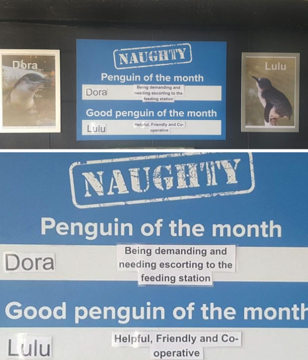 Aquarium picks 'naughtiest penguin of the month' for their hilarious ...