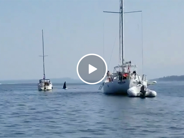 Killer whale livin' the 'TUG LIFE' drags boat around and crashes it