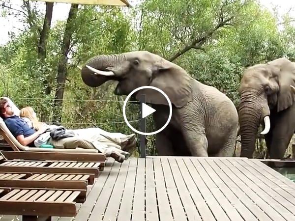 Tourists freeze as wild elephants make a surprise visit