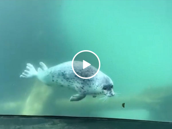 Water puppy meets her first butterfly (Video)