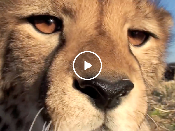 Cheetahs purring almost makes you forget how fast they can kill you