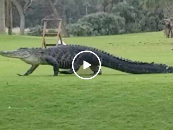 Massive alligator spotted on golf course (Video)