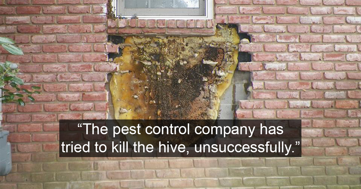To survive a bee war...you have to become a bee war (18 Photos)