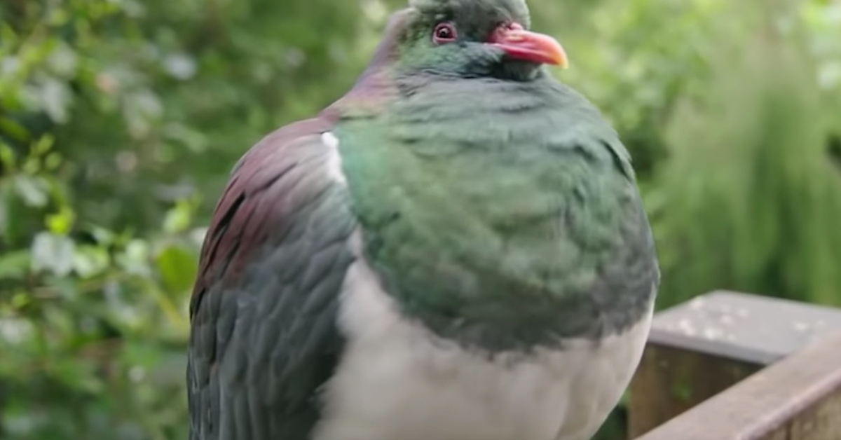 Congrats to drunk pigeon who always falls for winning Bird of the Year