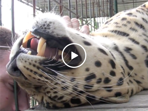 Leopard loving his life as he gets pampered with cuddles and scratches ...