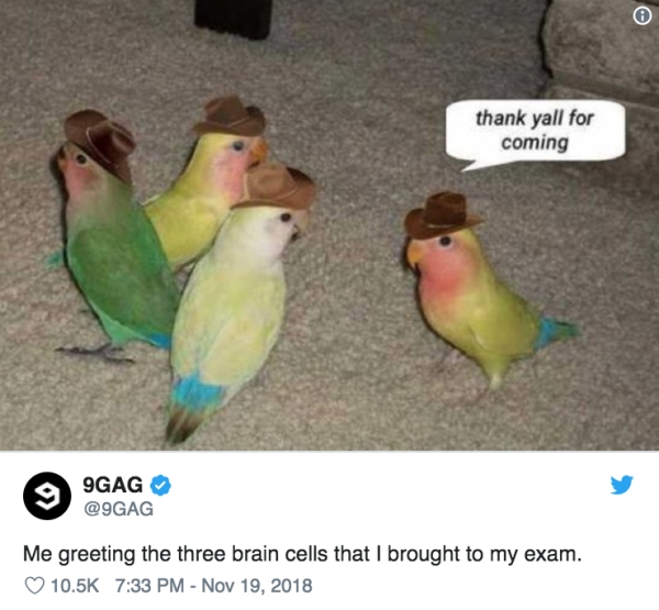 Memes that my last two brain cells loved