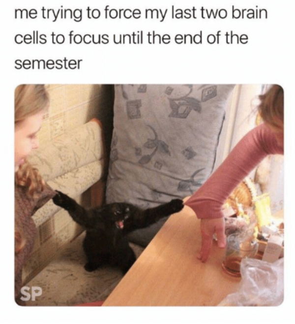 Memes that my last two brain cells loved