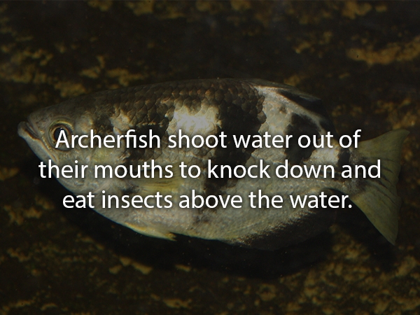 Bizarre eating habits in the animal kingdom