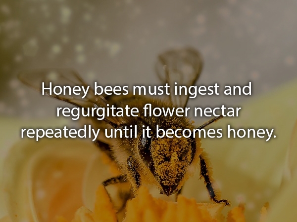 Bizarre eating habits in the animal kingdom