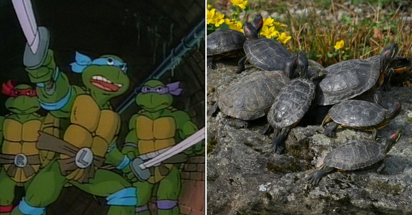 Cartoons compared to their real-life counterparts (20 Photos)