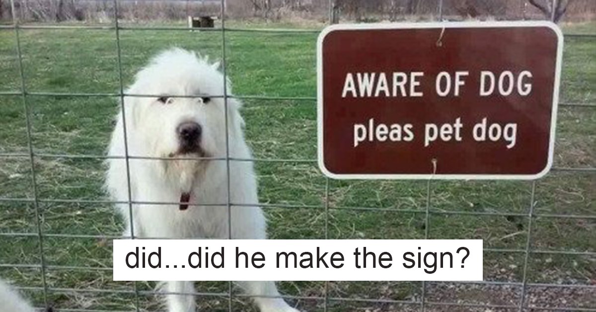 Dog memes you'll want to show your dog even though he can't read (32 ...