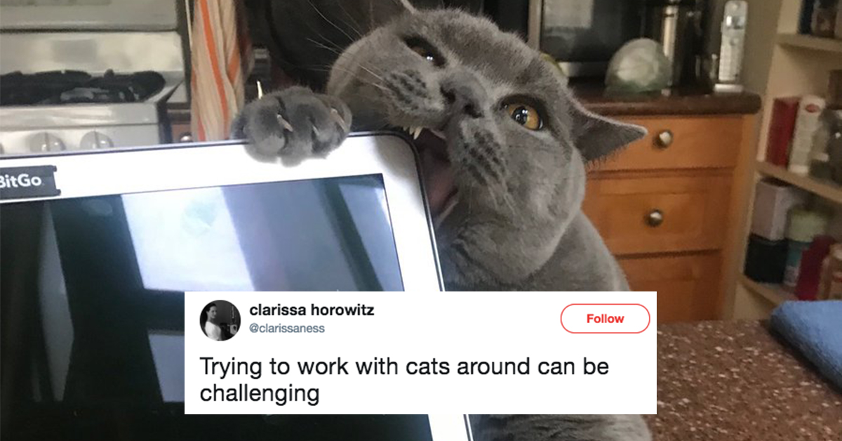 The most important cat tweets of 2018 (30 Photos)