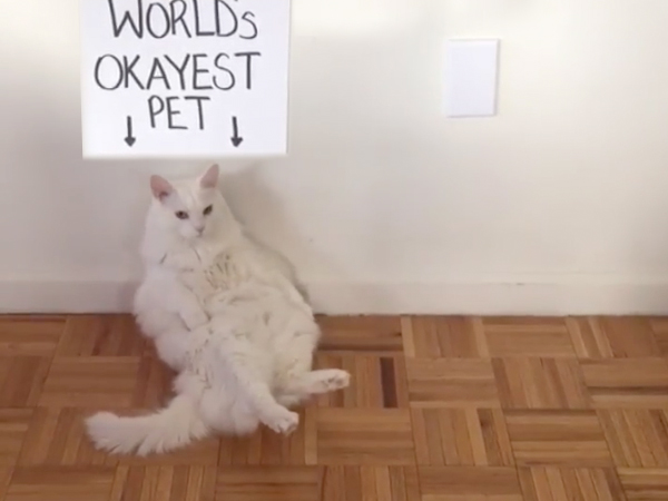 Cats are the perfect combination of cuteness, derpness, and sass (12 ...