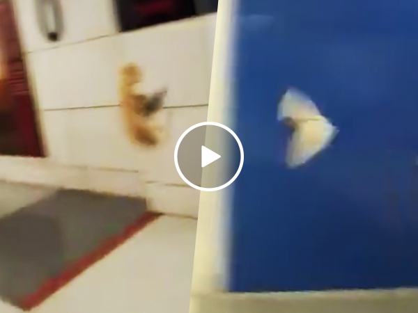 Cat Catches Bat in Airport Video 2018 Jump Up Bird theChive.com