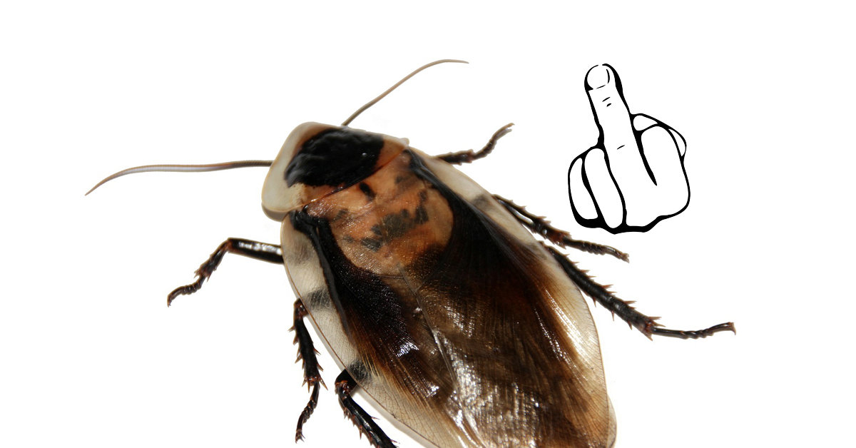 You can name a cockroach after your ex at a U.K. zoo