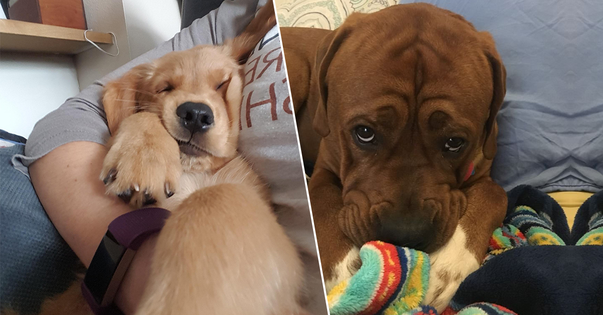 I see your squishy girls, and raise you squishy puppers