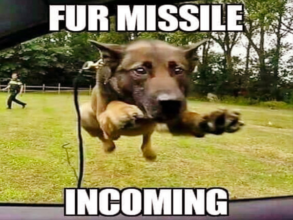 Military Dog Memes Photos Heartwarming Bomb IED Brave Service theChive