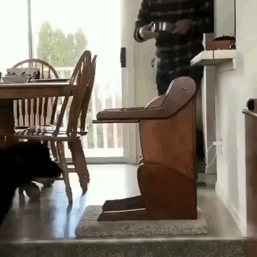 Daisy the dog and spreading awareness of "megaesophagus"