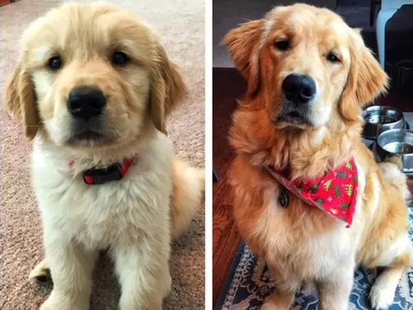 Transformations Of Canines From Pups To Dogs