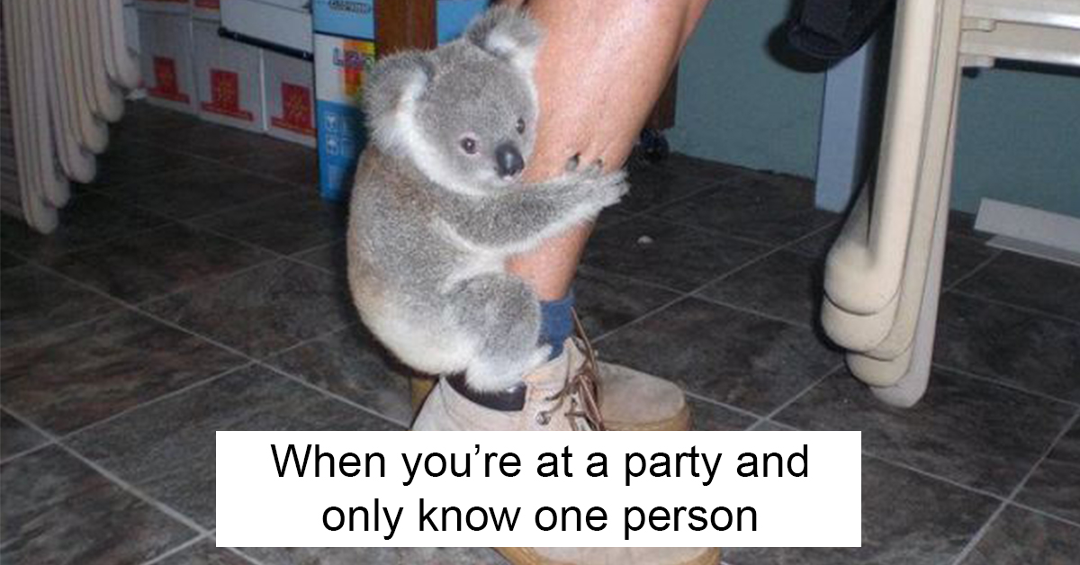 Angry Meme Party Animals