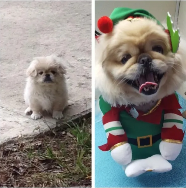Transformations Of Canines From Pups To Dogs