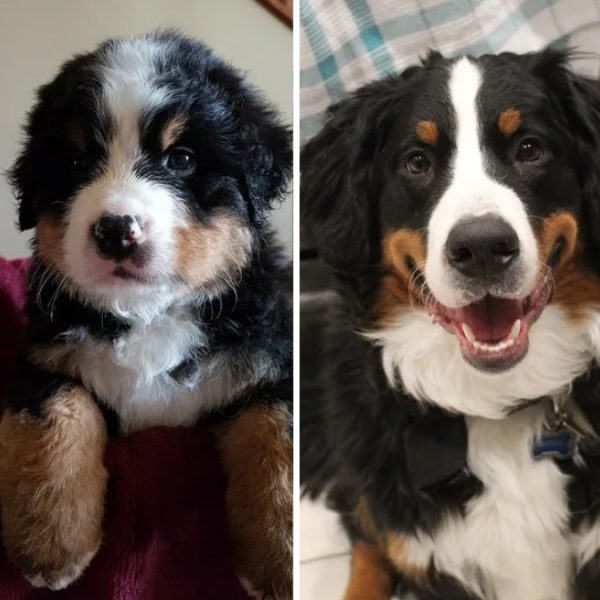 Transformations Of Canines From Pups To Dogs