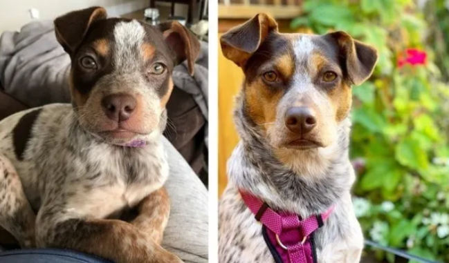 Transformations Of Canines From Pups To Dogs