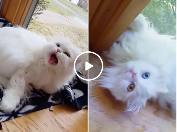 This deaf cat getting excited to see its owner will melt your damn heart