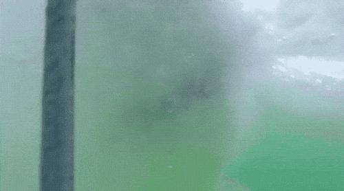 Terrifying shark GIFs will make you think twice about going for a dip