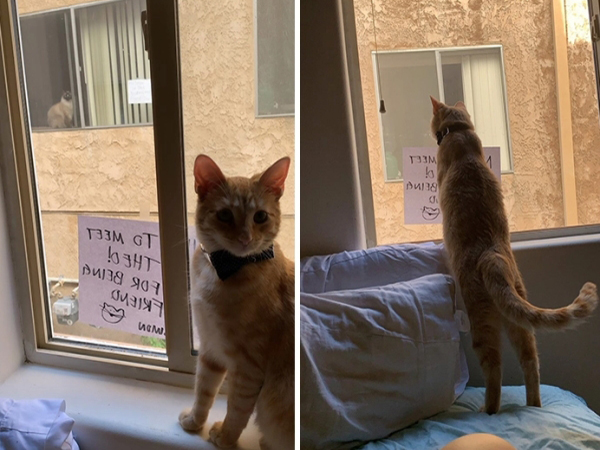 The Sweet Story Of These Neighbor Cats Will Melt Your Damned Heart