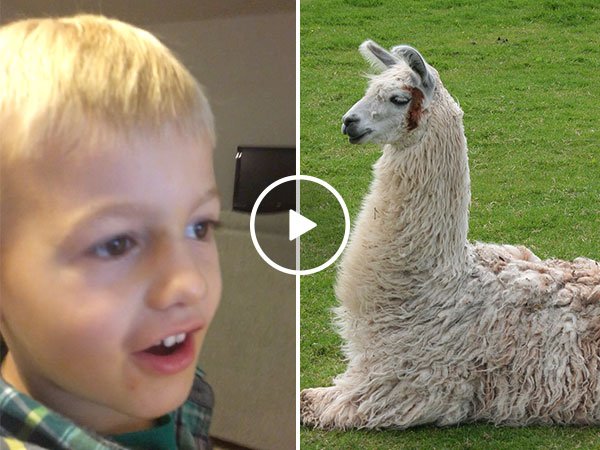 Kid shows off his completely “innocent” drawing of a llama (Video)