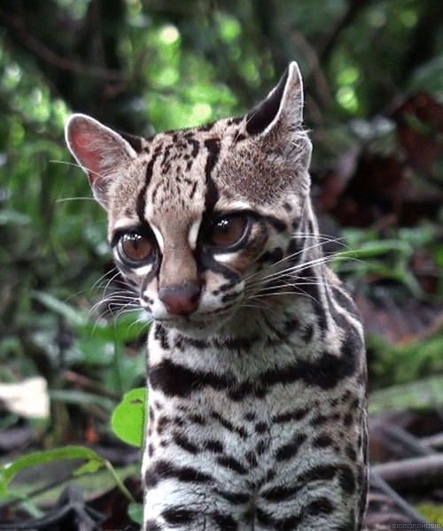 Wild Facts About The Strange Creatures Found In Nature