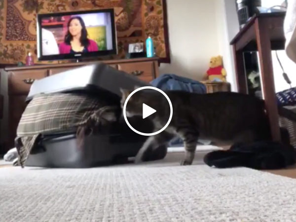 Sam the cat shows girl he isn’t the kitty to f**k with (Video)