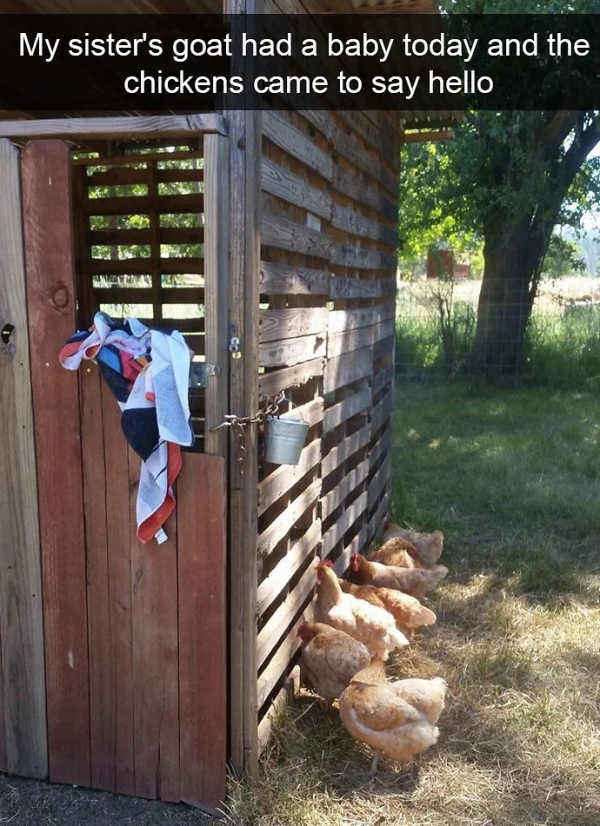 Bird posts that will have you quacking up (35 Photos)