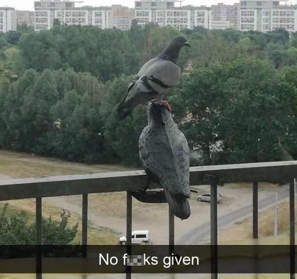 Bird posts that will have you quacking up (35 Photos)