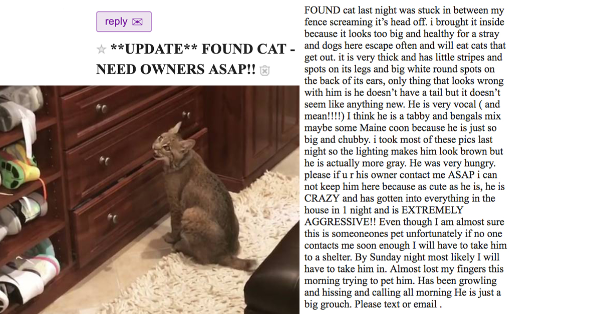 Guy can't figure out why stray cat is grumpy, turns out it's a bobcat