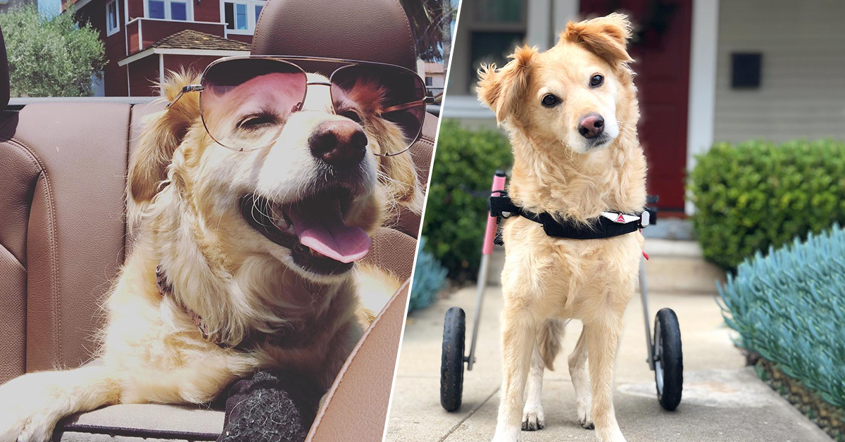 Scooty's the happiest dog on the planet and the goodest of good girls