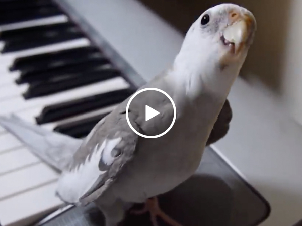 If there was a bird sitcom this would be its adorable lil theme (Video)