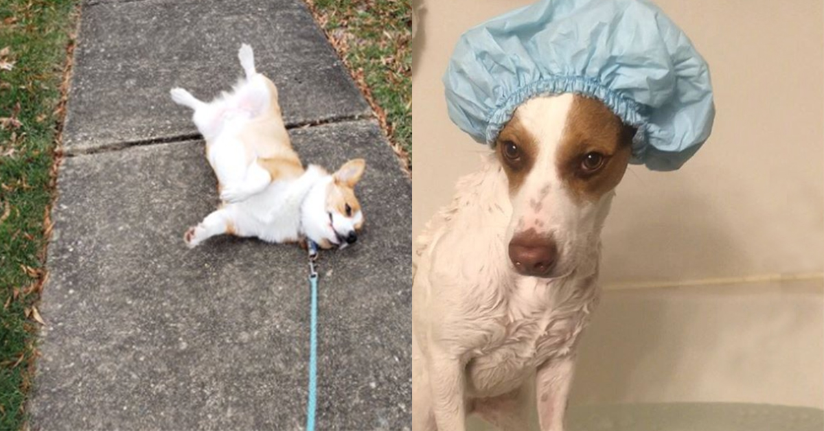 These dogs are done with your sh*t (25 Photos)