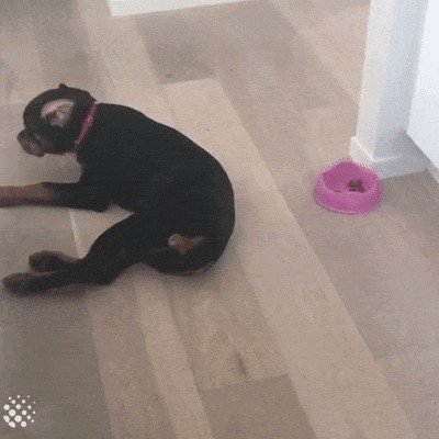 GIFs of dogs being the happiest boys