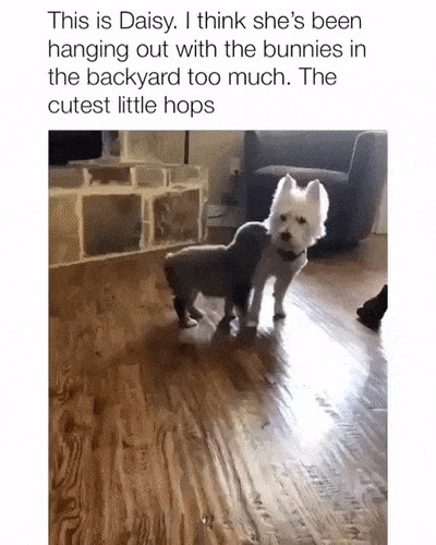 GIFs of dogs being the happiest boys