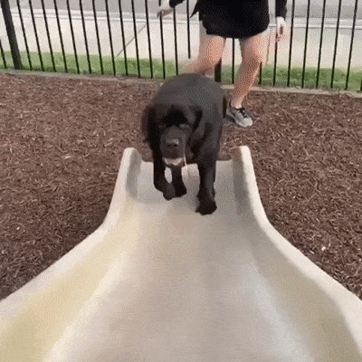 GIFs of dogs being the happiest boys