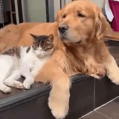 GIFs of dogs being the happiest boys