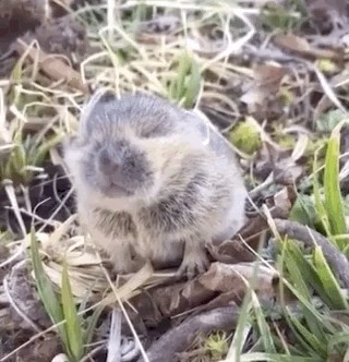 Animals With Error Codes Are NOT Working Properly