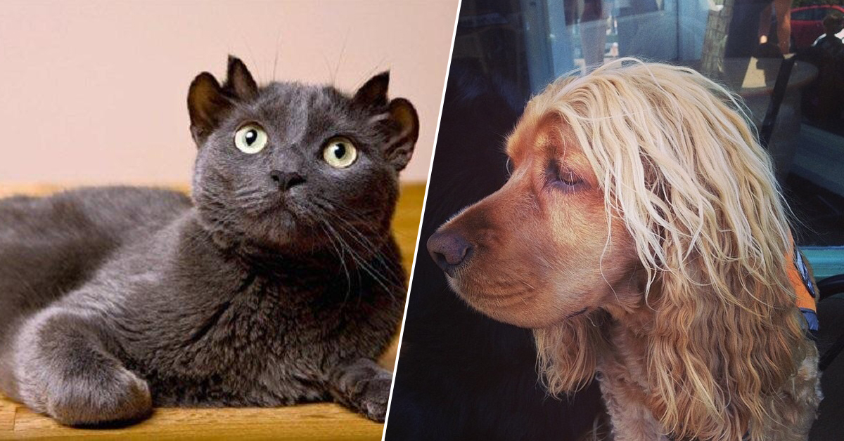 Animals with unique physical characteristics